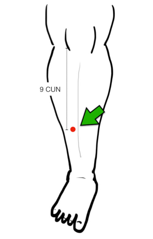 Stomach Channel | TCMStudy.net